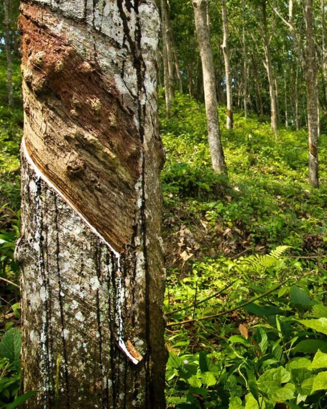 Kandy: Pinnawala, Ambuluwawa, and Village Tour - Rural Village and Stream Bathing: Connecting with Nature