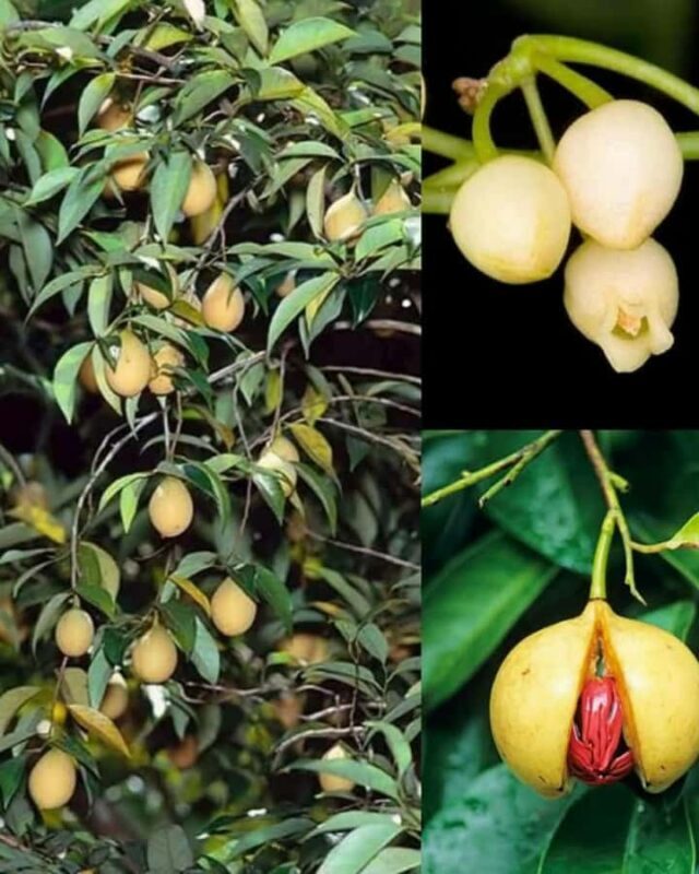 Kandy: Pinnawala, Ambuluwawa, and Village Tour - Scenic Paddy Fields and Sunset at Nelligala Temple