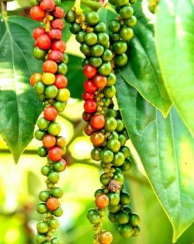 Kandy: Pinnawala, Ambuluwawa, and Village Tour - Final Stop and Return to Kandy