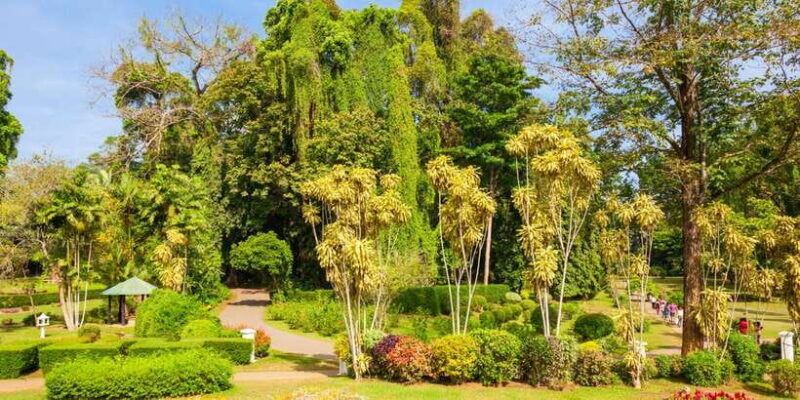 Kandy Pinnawala full day tour from Bentota and Kalutara - A Detailed Look at the Itinerary and Experience