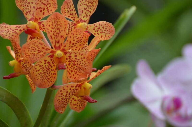 Kandy, Pinnawala Private Day Trip From The West Coast Beach - FAQs