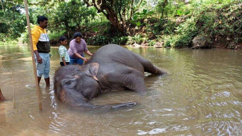 Kandy & Pinnawala & Tea Factory Full Day Tour From Negombo - FAQ: Your Practical Questions Answered