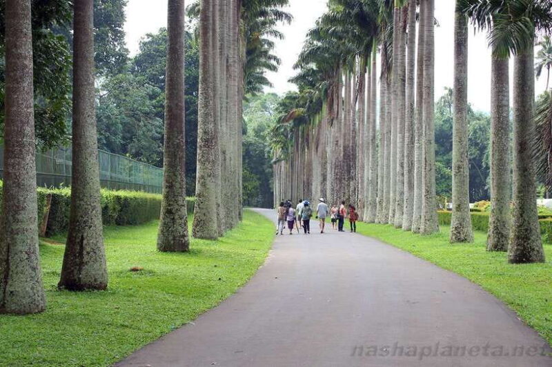 Kandy Private City Tour With Local Guide - What Our Reviewers Say