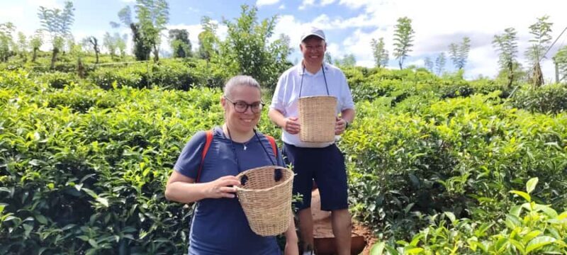 Kandy: Private Ella Journey with Tea, Falls & Arch Bridge - A Scenic Journey with a Personal Touch