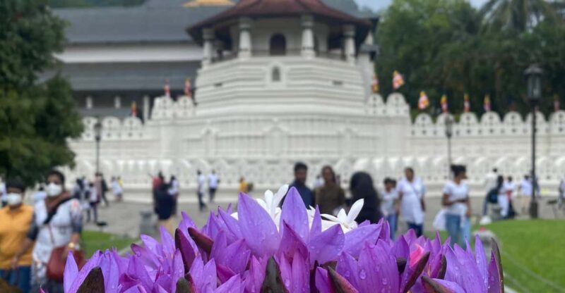 Kandy privet day tour with pinnawala and Tea plantation - The Sacred Tooth Relic: A Cultural Jewel