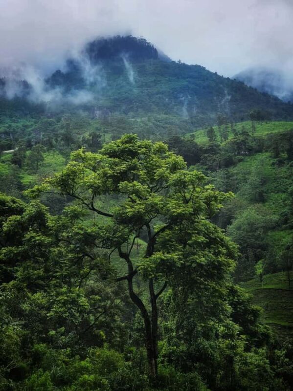 Kandy: Ramboda & Puna Falls with Ambuluwawa Sky Tower Sunset - Final Thoughts: Who Is This Tour Best For?