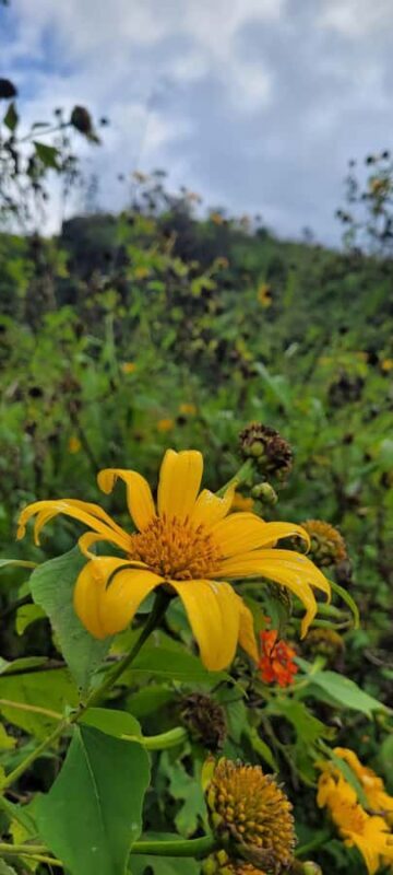 Kandy: Scenic Bus Journey - Waterfall Discovery - FAQ