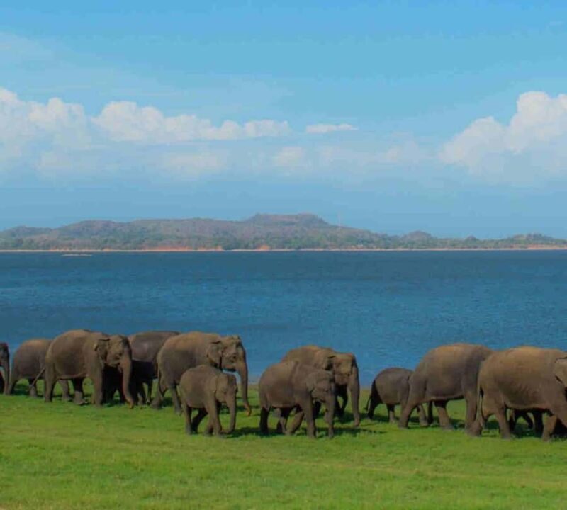 Kandy: Sigiriya Dambulla and Wildlife Watching Guided Tour - Exploring the Highlights: What the Tour Offers