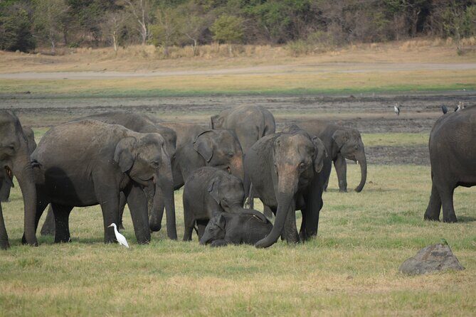 Kandy Sigiriya Day Trip by tuk,tuk/car/van - The Overall Experience
