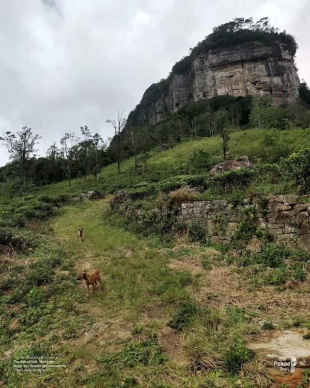 Kandy: Sir James Taylors Loolkandura Tea Heritage Hike - The Itinerary: A Day in the Highlands