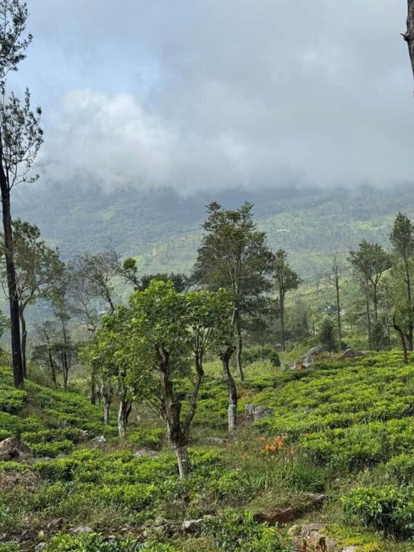 Kandy: Sir James Taylors Loolkandura Tea Heritage Hike - FAQ