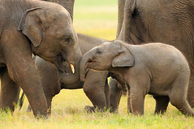 Kandy to Anuradhapura Shuttle & Safari Drive - Value and Practical Considerations