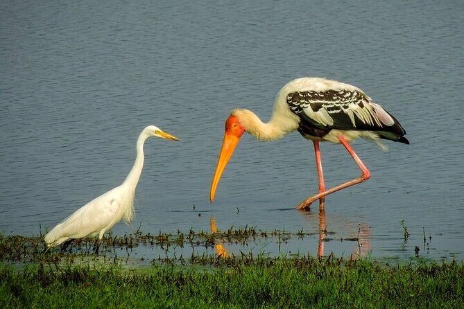 Kandy to Anuradhapura Shuttle & Safari Drive - Final Thoughts