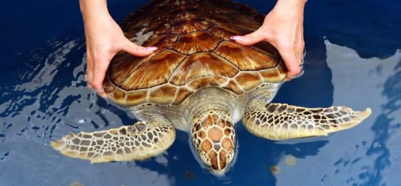 Kandy to Galle: Madu Ganga & Turtle Hatchery Tour - A Deep Dive into the Tour Experience