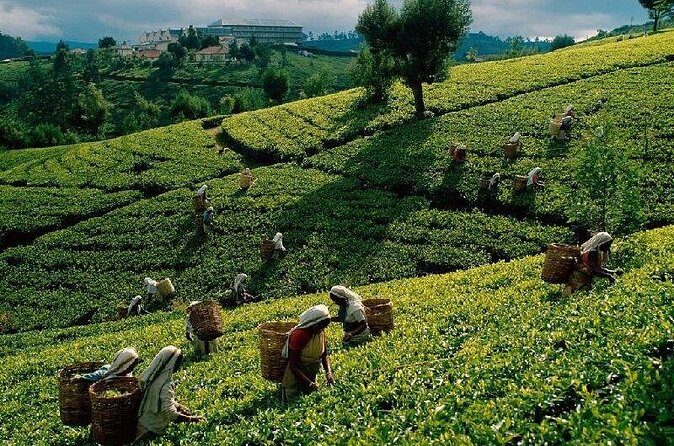 Kandy to Nuwara Eliya Day Tour - Colonial Landmarks and the Charm of Nuwara Eliya