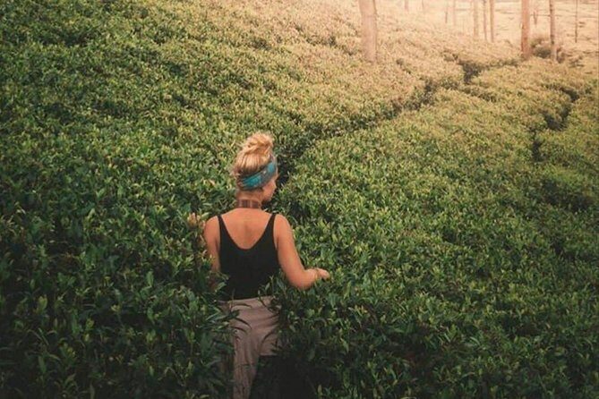 Kandy to Nuwara Eliya Day Tour - Frequently Asked Questions