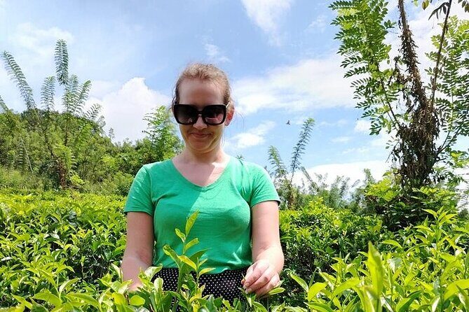 Kandy to Nuwara Eliya Private Day Tour: Tea Factory& Gregory Lake - An Introduction to the Kandy to Nuwara Eliya Tour