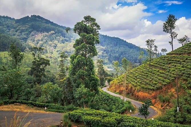 Kandy to Nuwaraeliya by Train Nuwaraeliya City Tour and Drop Ella - FAQs