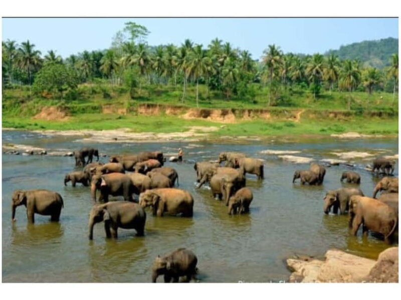 Kandy to Pinnawala Guided Day Tours by Local - A Practical Breakdown of Your Day