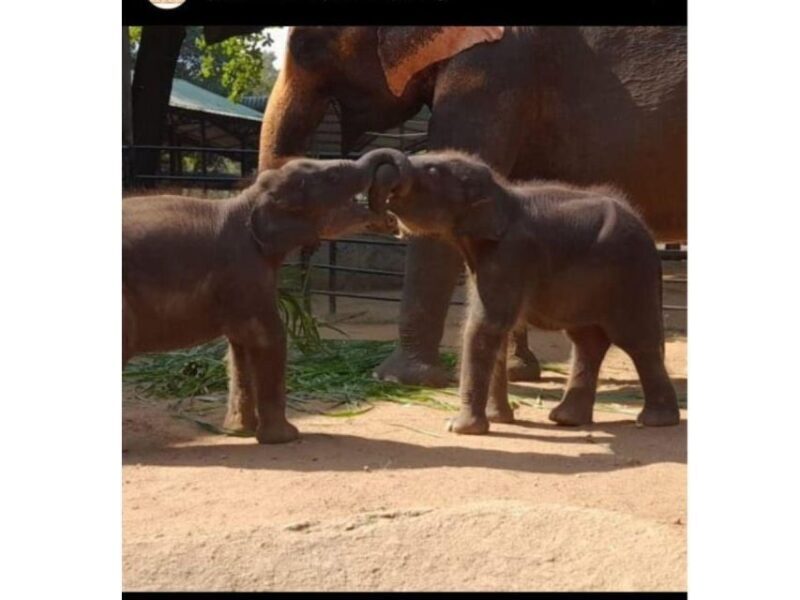 Kandy to Pinnawala Guided Day Tours by Local - Pros and Cons Based on Real Experiences