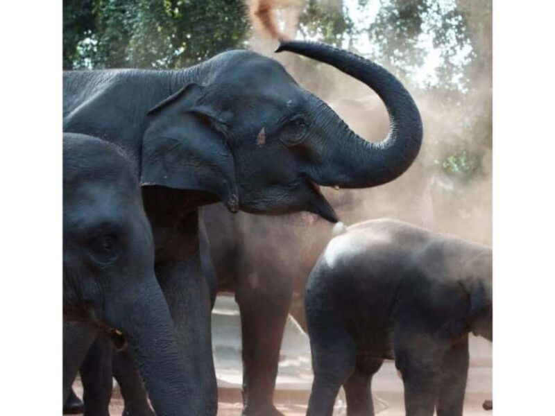 Kandy to Pinnawala Orphanage and Ambuluwawa Guided Day Tours - An Overview of the Tour Experience