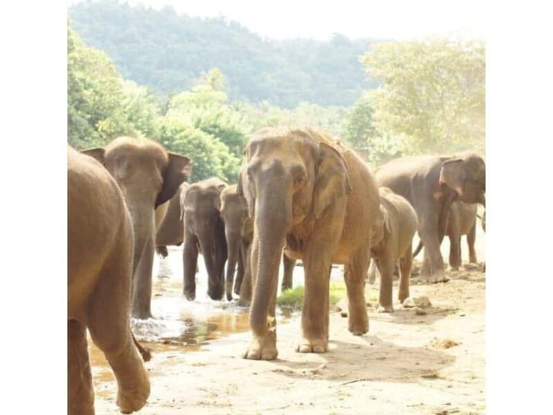 Kandy to Pinnawala Orphanage and Ambuluwawa Guided Day Tours - FAQ