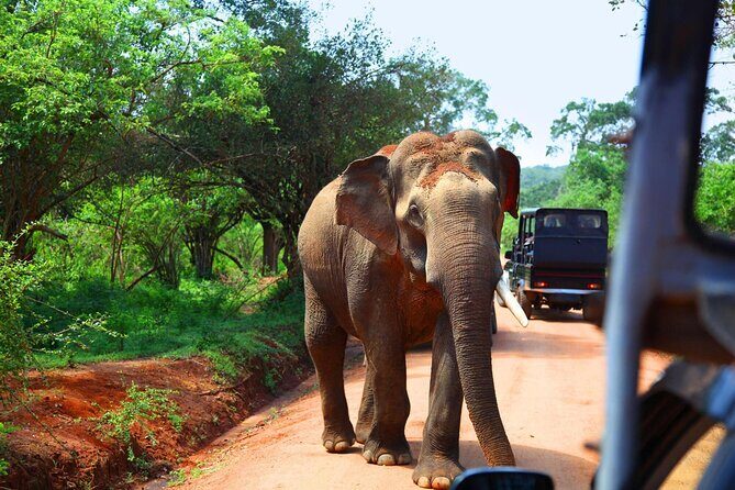 Kandy to Sigiriya and Dambulla Safari Day Tour - FAQ about the Kandy to Sigiriya and Dambulla Safari Tour