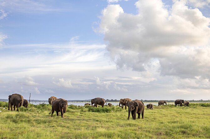 Kandy to Sigiriya Dambulla and Safari Private Day Tour - Key Points