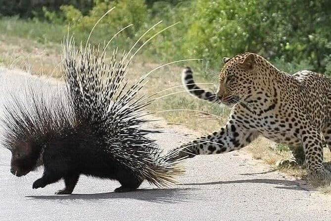 Kandy to Sigiriya Transfer - Who Should Book This Transfer?