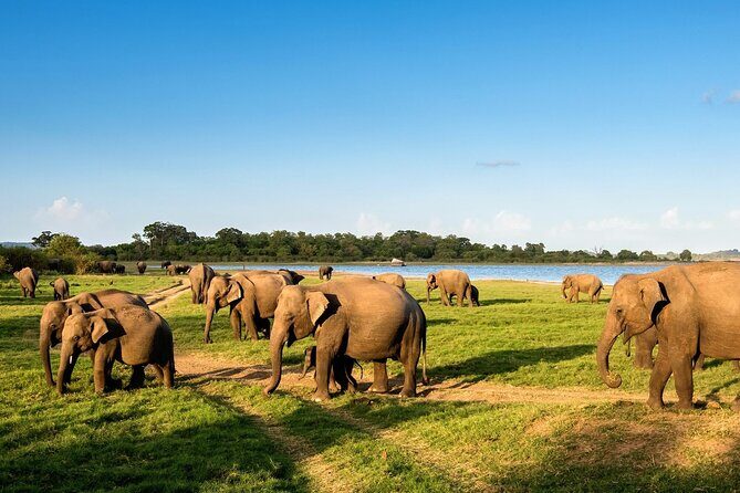 Kandy to Trincomalee Shuttle & Safari Drive - The Sum Up: The Best Fit for Your Travel Goals