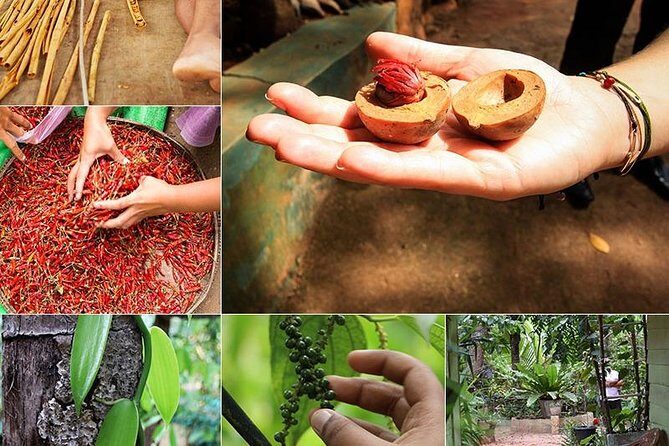 Kandy Transfer Visiting Dambulla Cave Temple and Herbal Garden - Frequently Asked Questions