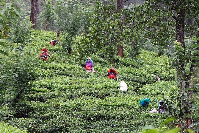 kandy waterfalls day tour - Experience a Refreshing Escape from Kandy’s Hustle