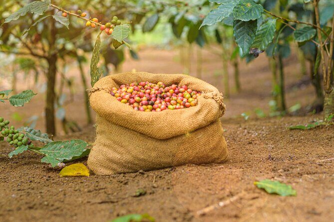 Kandy Yahalatenna Walking Coffee Class Activity - Introduction to the Experience