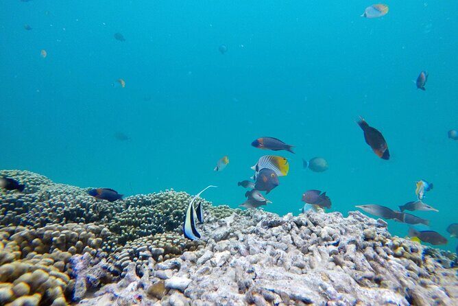 Kaneohe Sandbar Snorkeling Tour - 1st Tour - Authentic Experiences and Real Feedback