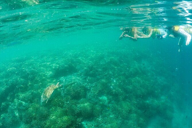 Kaneohe Sandbar Snorkeling Tour - 1st Tour - The Sum Up: Is This Tour Worth It?