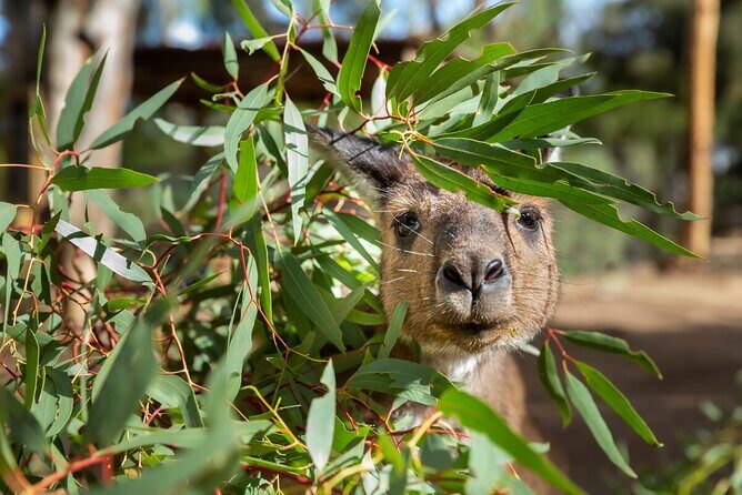 Kangaroo Experience at Healesville Sanctuary - excl. entry - Introducing the Kangaroo Experience at Healesville Sanctuary