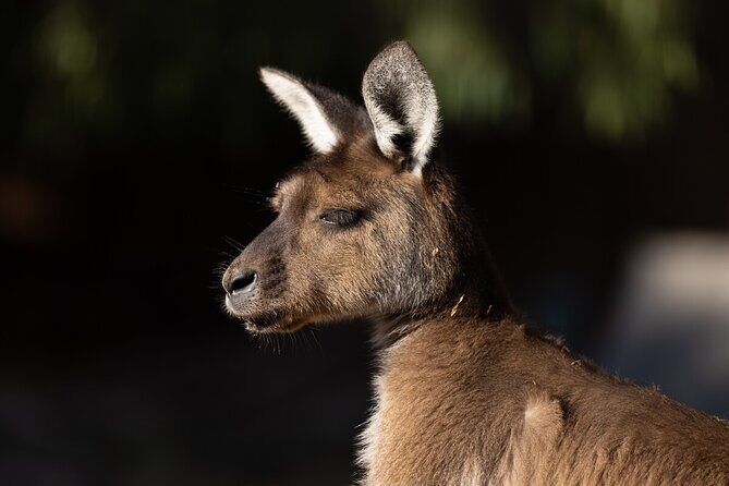 Kangaroo Experience at Healesville Sanctuary - excl. entry - Key Points