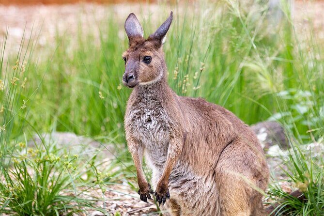Kangaroo Experience at Healesville Sanctuary - excl. entry - Who Should Consider This Tour?