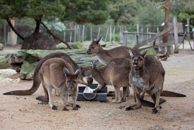 Kangaroo Experience at Melbourne Zoo - excl. entry - A closer look at the experience