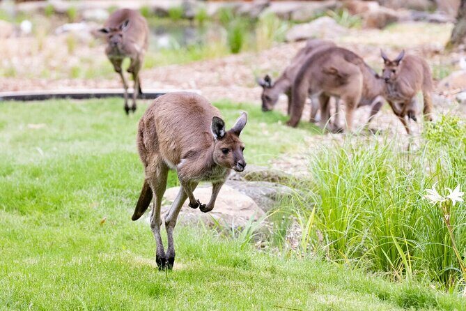 Kangaroo Experience at Melbourne Zoo - excl. entry - Final thoughts: Who will love this experience?