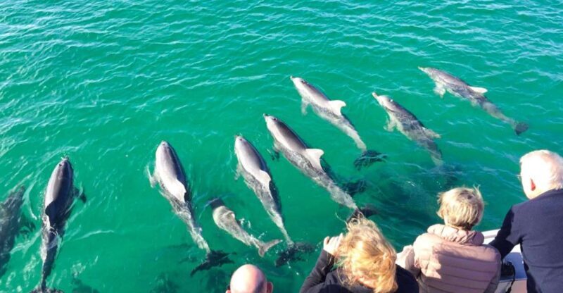 Kangaroo Island: 75-Minute Coastal Safari - Authentic Encounters and Real Experiences