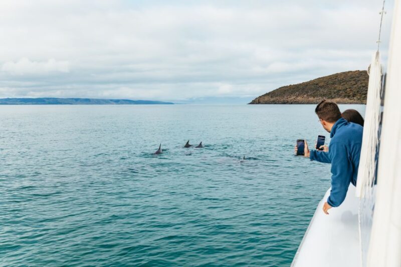 Kangaroo Island: 75-Minute Coastal Safari - Final Words: Is It Worth It?