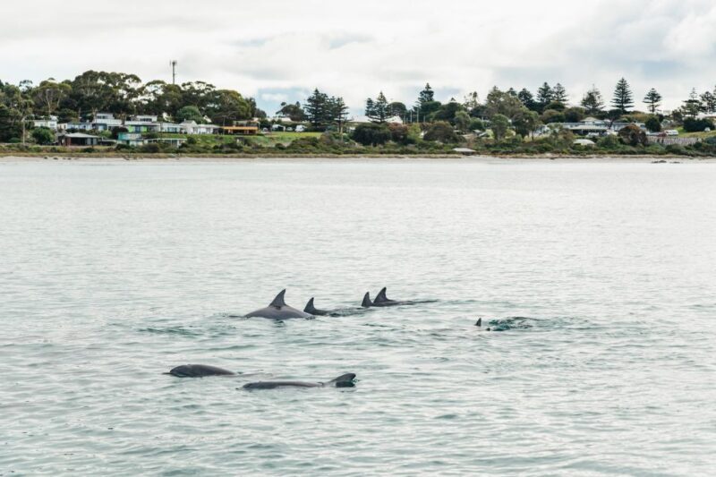 Kangaroo Island: 75-Minute Coastal Safari - FAQs