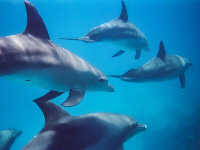 Kangaroo Island: Dolphin, Seal, and Swimming Boat Tour - An In-Depth Look at the Kangaroo Island Marine Tour
