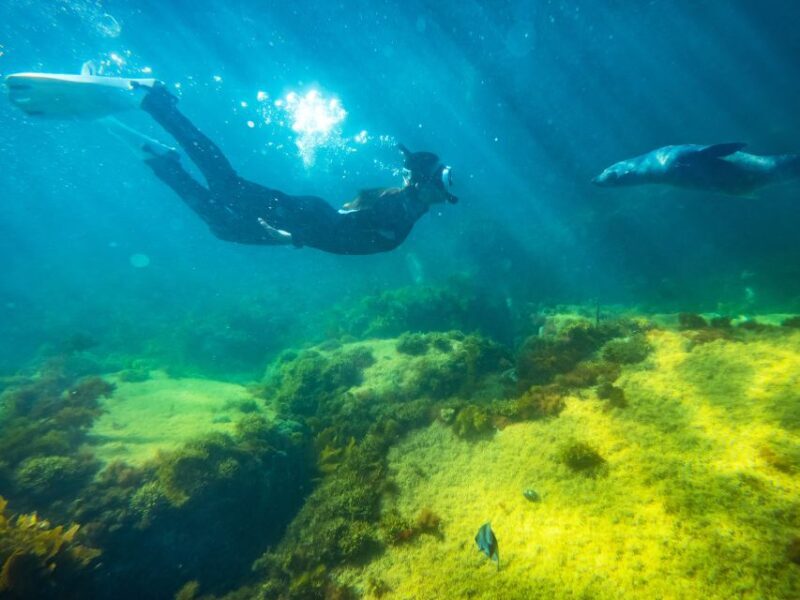 Kangaroo Island: Dolphin, Seal, and Swimming Boat Tour - The Sum Up: Is the Kangaroo Island Marine Tour Worth It?