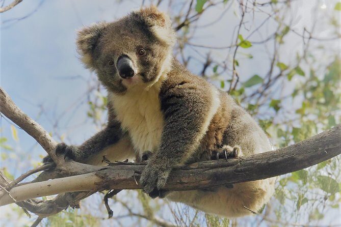 Kangaroo Island Half Day Tasting Tour - The Sum Up