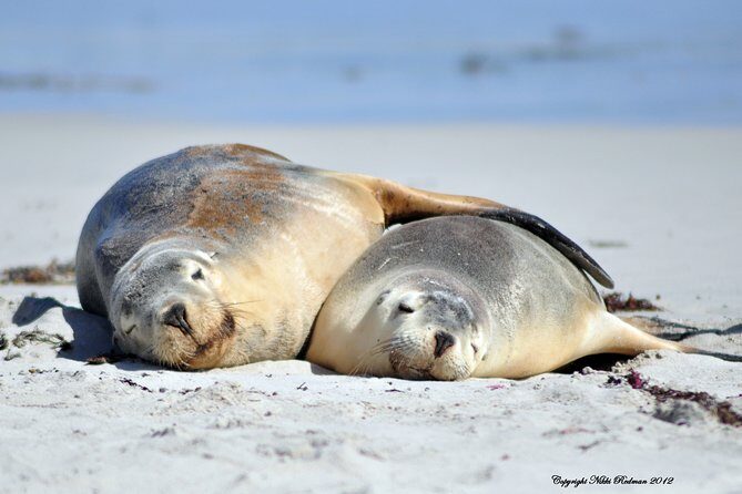 Kangaroo Island Indigenous Tour (1 Day) - The Sum Up