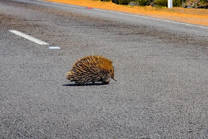 Kangaroo Island Luxury Small Group 'Flinders Chase Focus' Full Day Tour - Transportation and Guide Experience