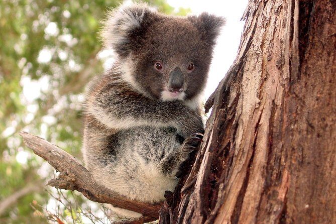 Kangaroo Island Luxury Small Group 'Island Life' Full Day Tour - Key Points