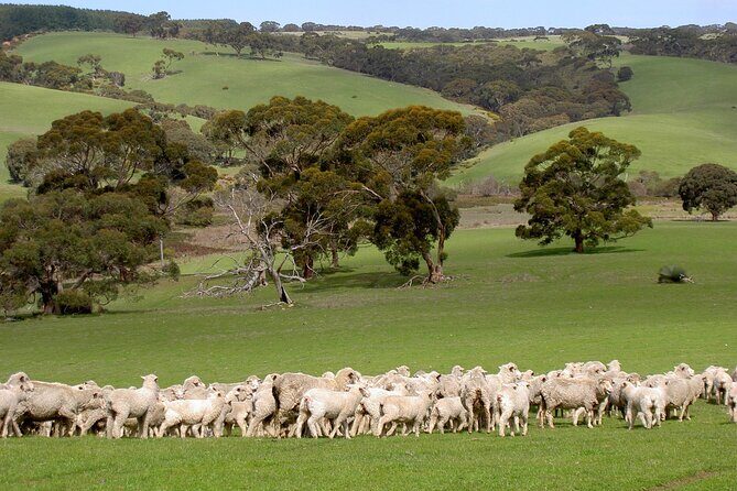 Kangaroo Island Luxury Small Group 'Island Life' Full Day Tour - A Closer Look at the Itinerary and What Makes It Special